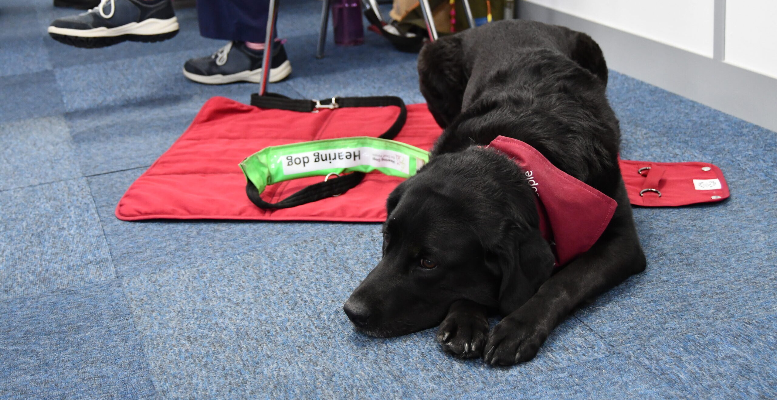 Welcoming Hearing Dogs for Deaf People to Ampetronic
